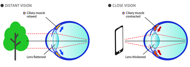 Cameras and the human eye guide for KS3 physics students - BBC Bitesize