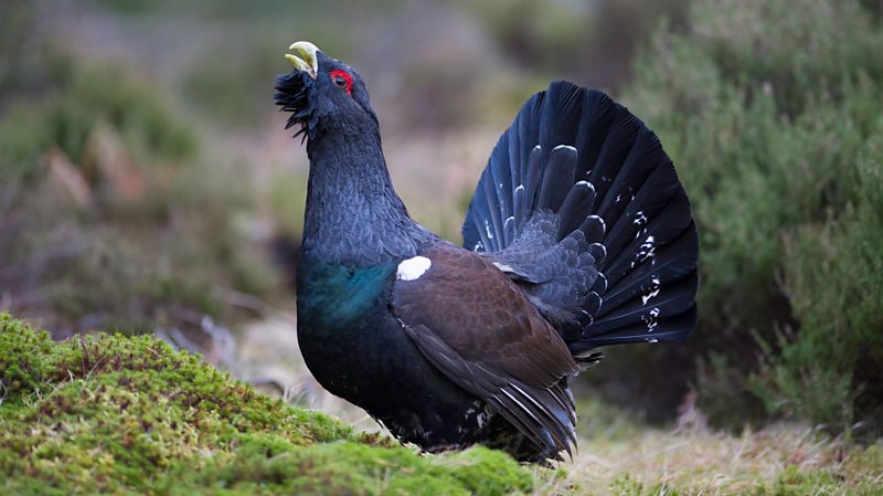 UK wildlife that will take your breath away - BBC Bitesize