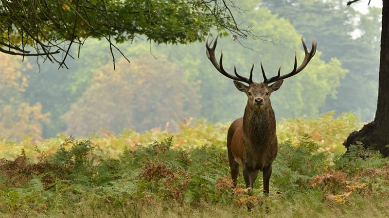 UK wildlife that will take your breath away - BBC Bitesize