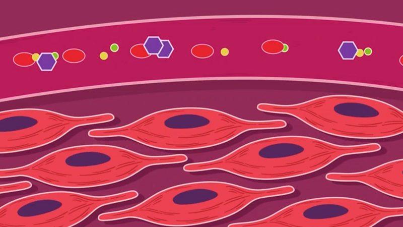 Living processes - GCSE Biology (Single Science) - BBC Bitesize
