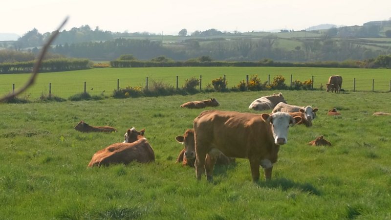 Farm Animals - BBC Bitesize