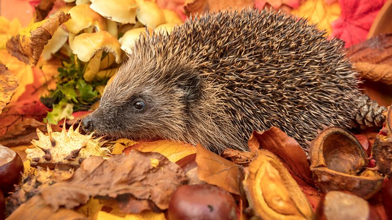 Autumn - BBC Bitesize