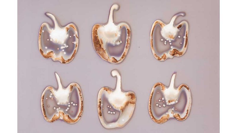 Photograms - Photography techniques - AQA - GCSE Art and Design ...