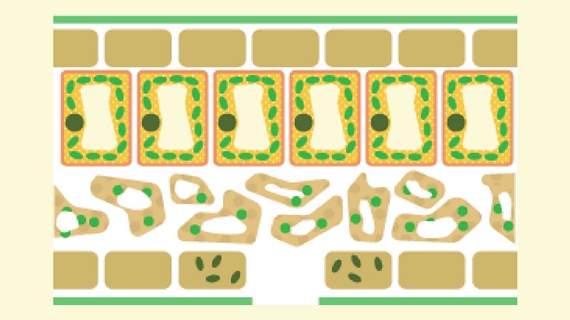 Organisation - GCSE Biology (Single Science) - BBC Bitesize