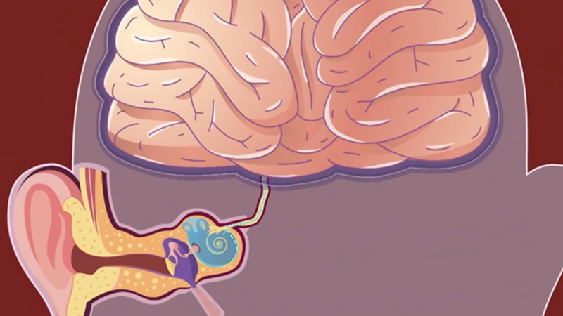 Sound and communication - BBC Bitesize