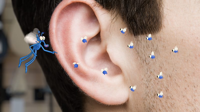 Sound and communication - BBC Bitesize