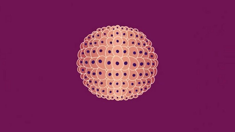 TGAU Bioleg - BBC Bitesize