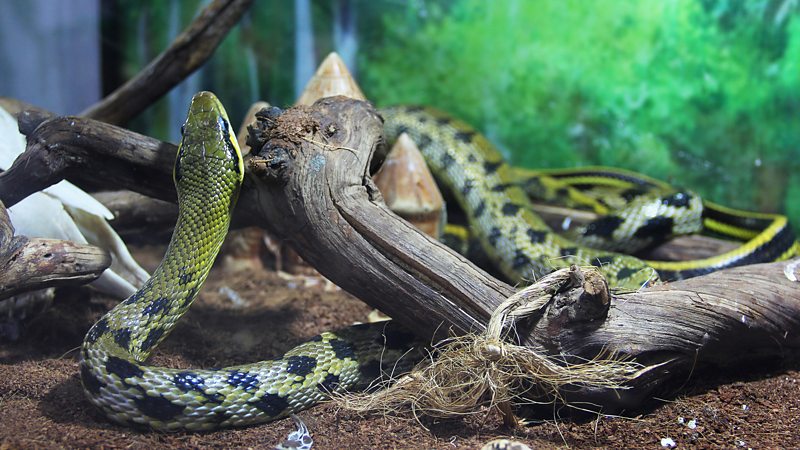 Let's go out... to a zoo - BBC Bitesize