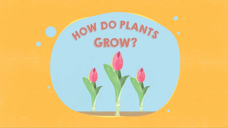 KS1 Science - Plants - BBC Teach