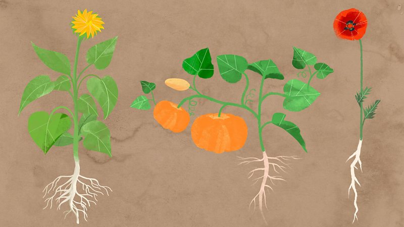 KS1 Science - Plants: What is a plant? - BBC Teach