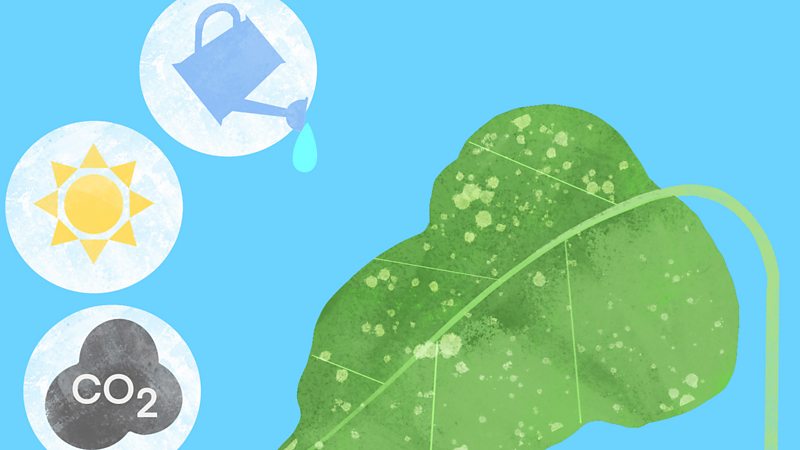 KS1 Science - Plants: What is a plant? - BBC Teach