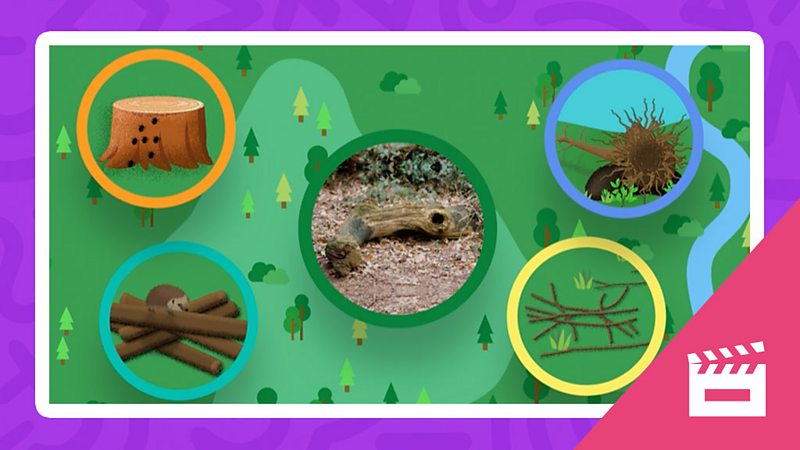 Living things - Early years Understanding the World - BBC Bitesize