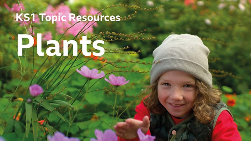 KS1 Science - Plants - BBC Teach