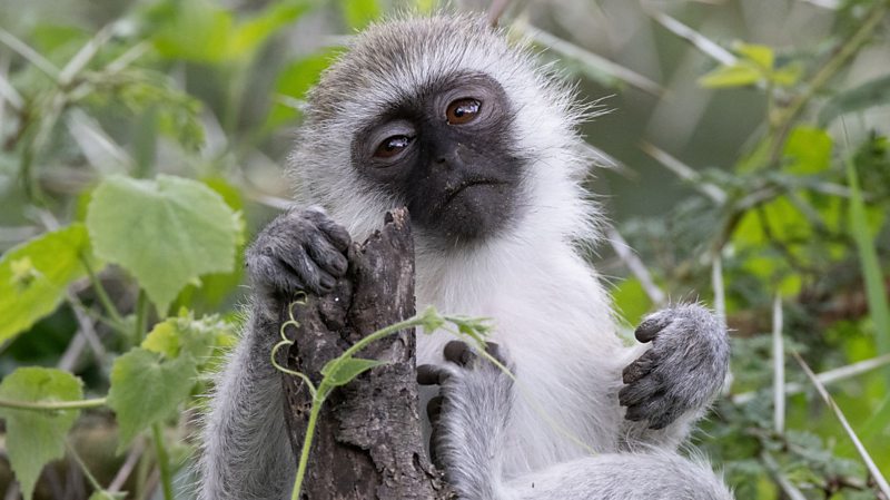 The amazing ways animals communicate with each other - BBC Bitesize