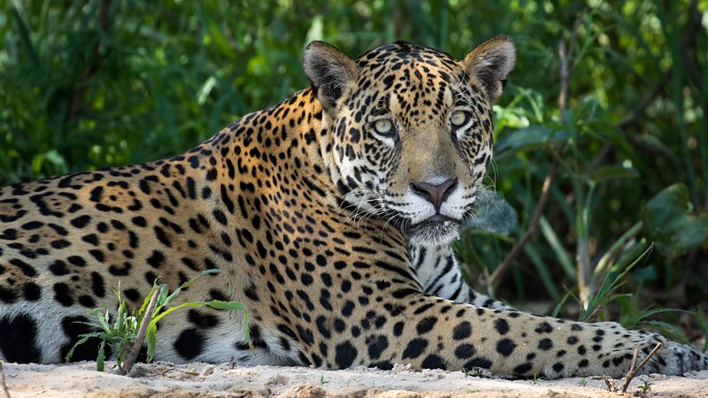 Sensory stories: Let's go out to a jungle - BBC Bitesize