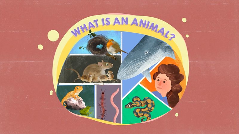 Animals: KS1 Science resources - BBC Teach