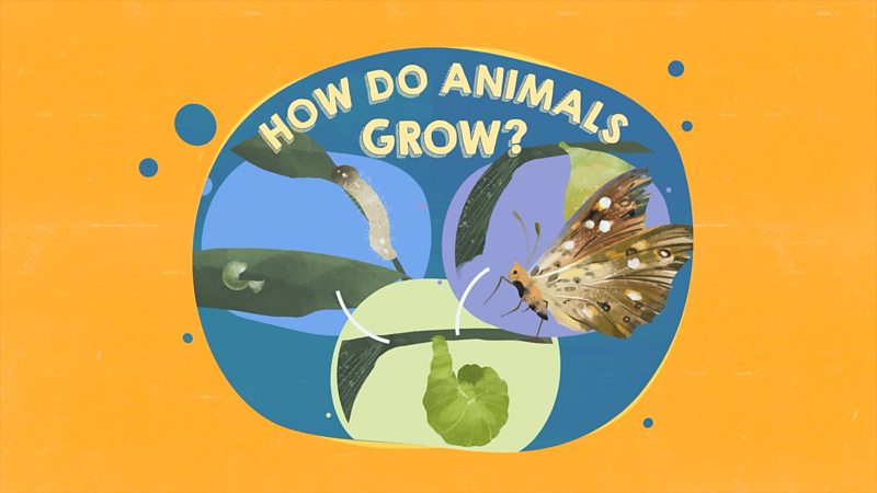 Animals: What is an animal? - BBC Teach