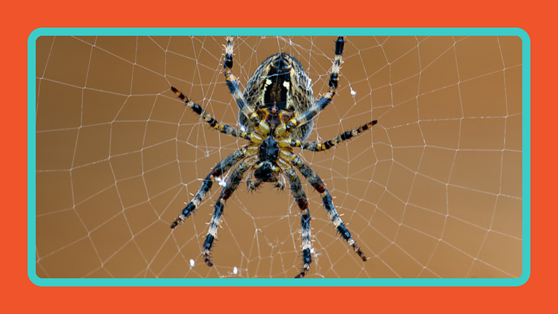 What are minibeasts? - KS1 Science curriculum - BBC Bitesize