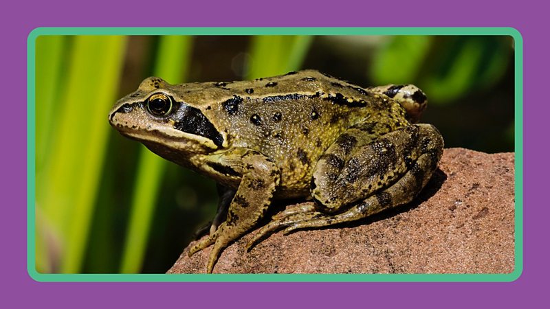 What are amphibians? KS1 Science curriculum - BBC Bitesize