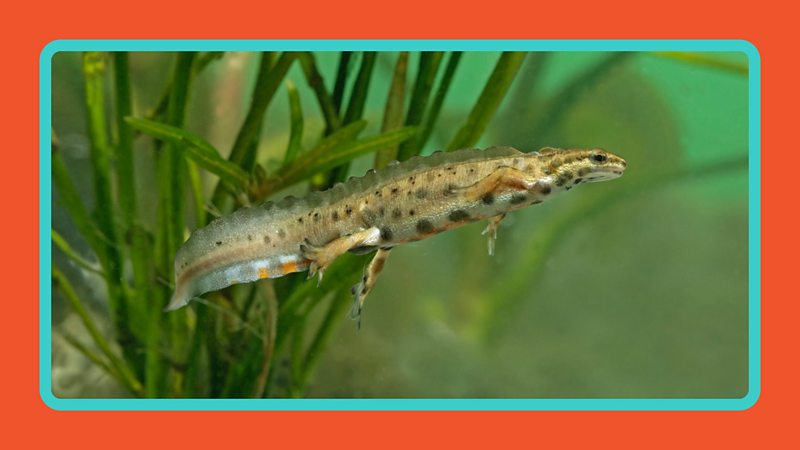 What are amphibians? KS1 Science curriculum - BBC Bitesize