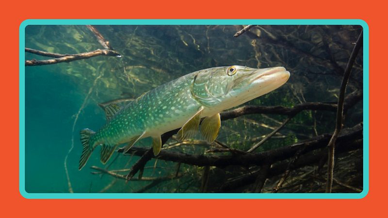 What are fish? KS1 Science curriculum - BBC Bitesize