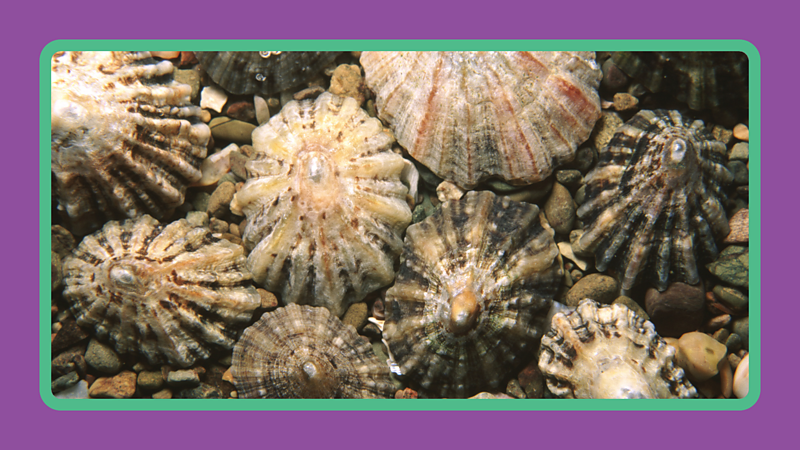 What is a coastal habitat? - KS1 Science curriculum - BBC Bitesize