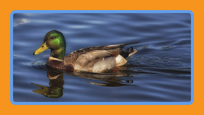 What is a pond habitat? – KS1 Science curriculum - BBC Bitesize