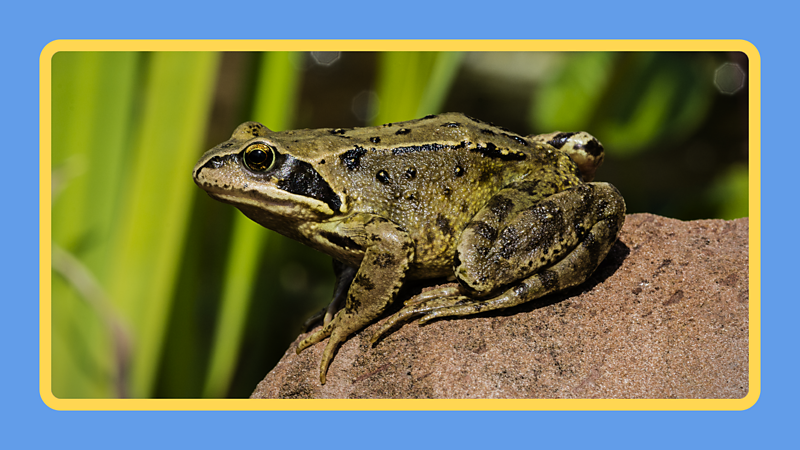 What is a vertebrate? – KS2 Science curriculum - BBC Bitesize