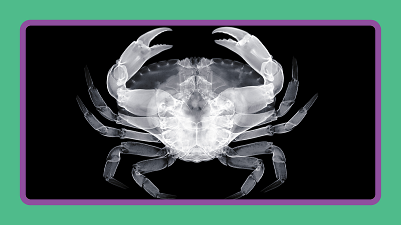 What does your skeleton do? – KS2 Science curriculum - BBC Bitesize