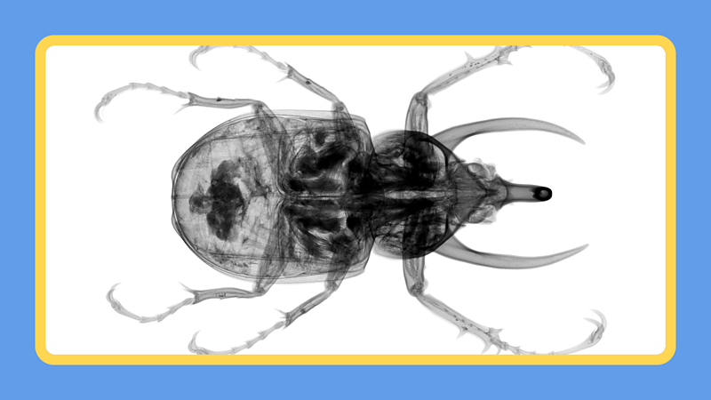 What does your skeleton do? – KS2 Science curriculum - BBC Bitesize