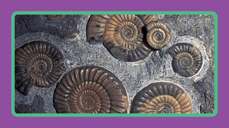 Fossils – KS2 Science curriculum - BBC Bitesize