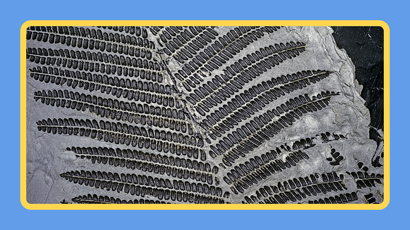 Fossils – KS2 Science curriculum - BBC Bitesize