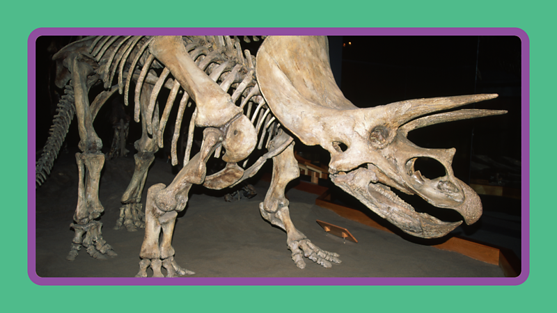 Fossils – KS2 Science curriculum - BBC Bitesize