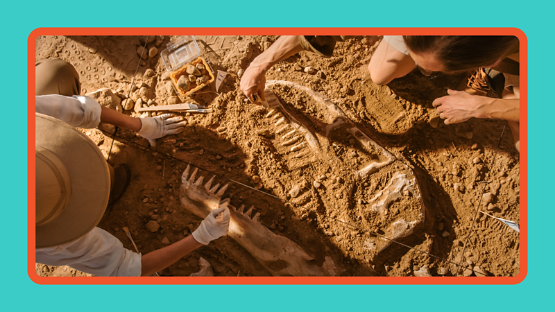 Fossils – KS2 Science curriculum - BBC Bitesize