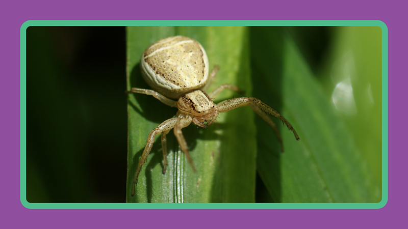 What is classification? – KS2 Science curriculum - BBC Bitesize