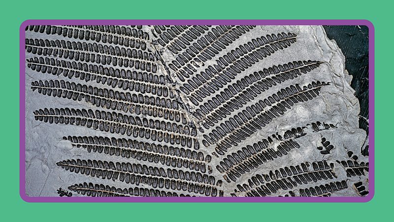 What can fossils tell us? – KS2 Science curriculum - BBC Bitesize