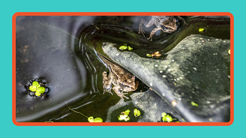 What is a life cycle? – KS2 Science curriculum - BBC Bitesize