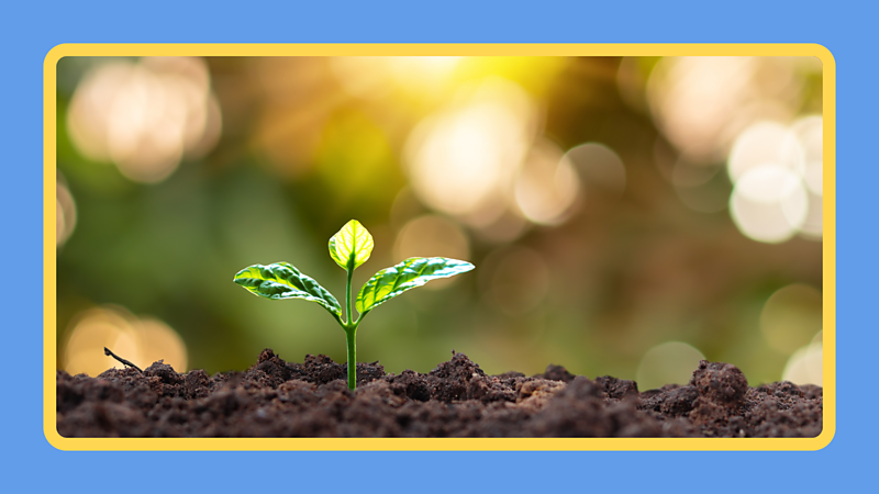 Reproduction in flowering plants – KS2 Science curriculum - BBC Bitesize