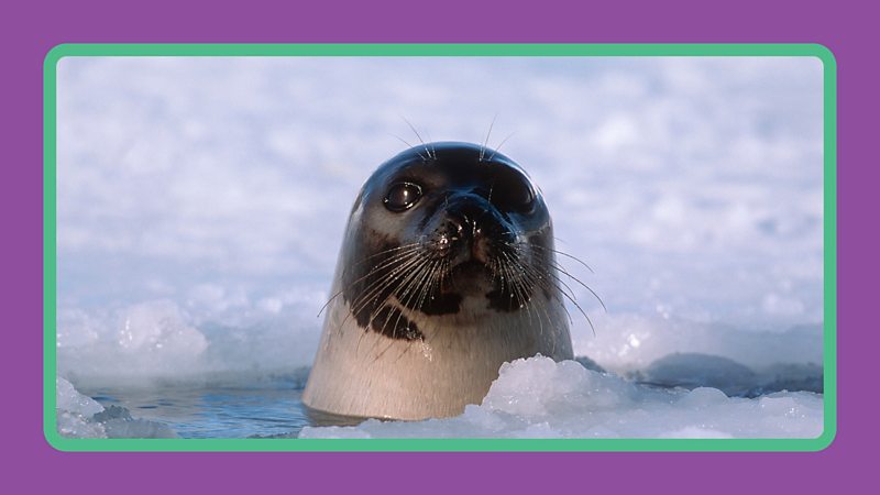 What is a habitat? - KS1 Science curriculum - BBC Bitesize