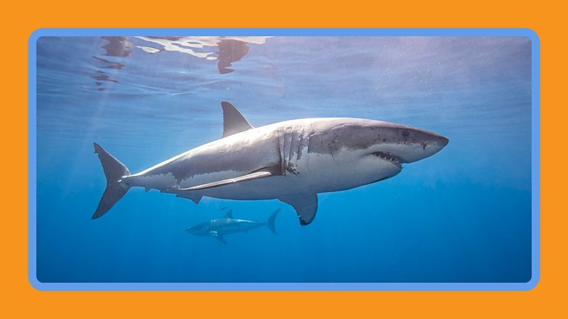 What is an ocean habitat? - KS1 Science curriculum - BBC Bitesize