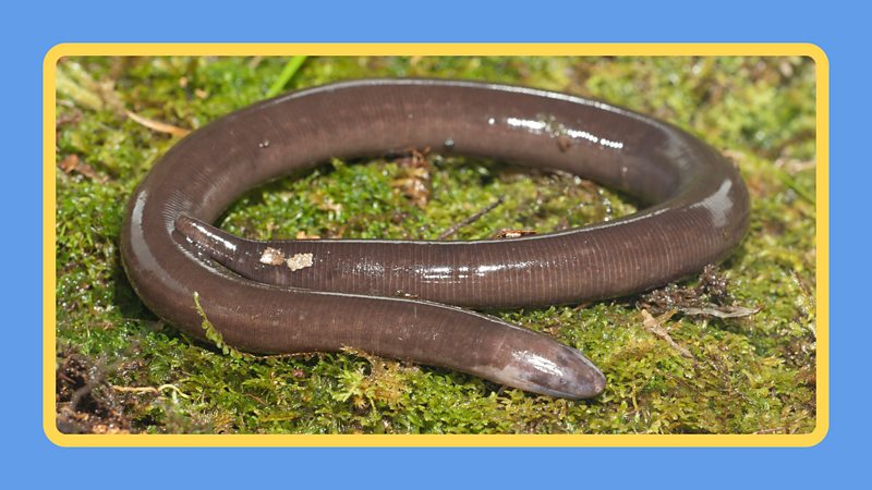 What are amphibians? KS1 Science curriculum - BBC Bitesize