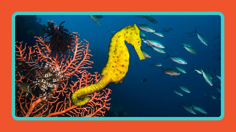 How do animals grow? - KS1 Science curriculum - BBC Bitesize