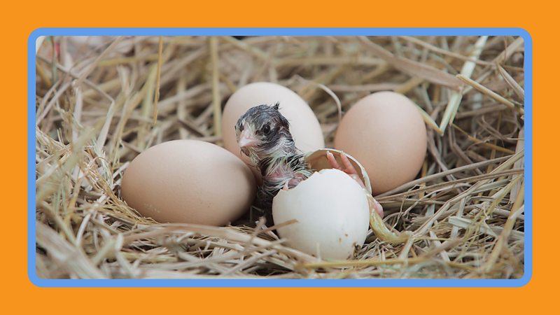 How do animals grow? - KS1 Science curriculum - BBC Bitesize
