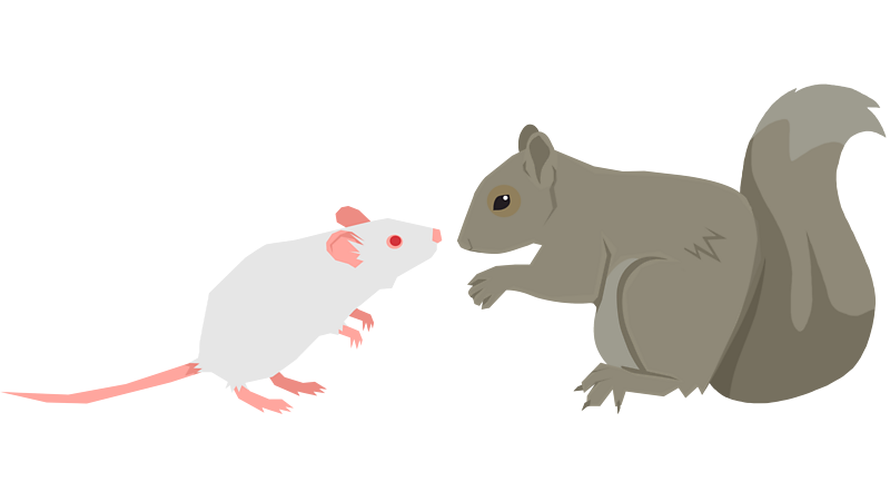 What are mammals? KS1 Science curriculum - BBC Bitesize