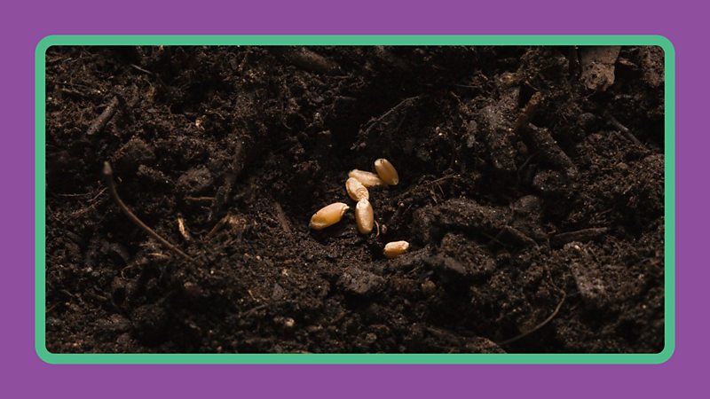 The life cycle of a plant - KS1 Science curriculum - BBC Bitesize
