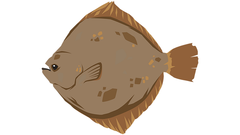 What are fish? KS1 Science curriculum - BBC Bitesize