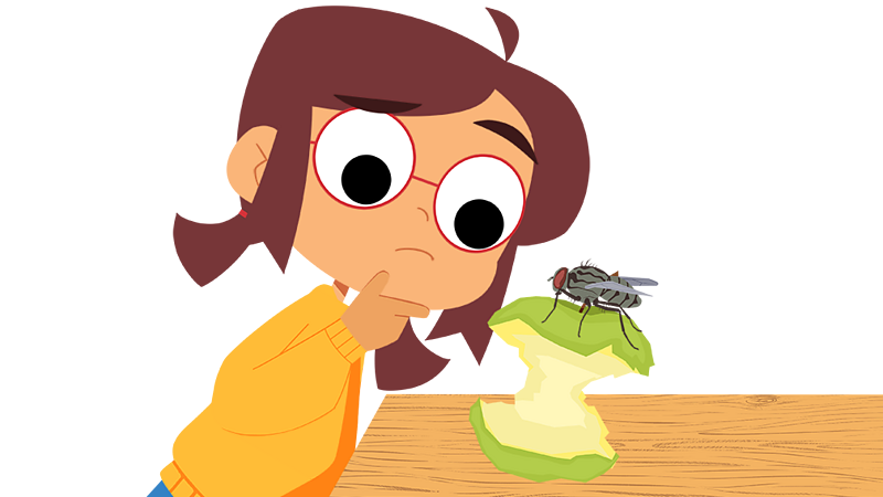 What are minibeasts? - KS1 Science curriculum - BBC Bitesize