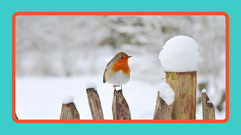 What are the seasons? – KS1 Science curriculum - BBC Bitesize