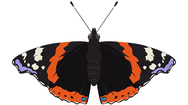 How do animals grow? - KS1 Science curriculum - BBC Bitesize