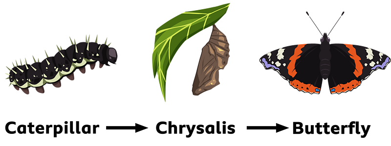 How do animals grow? - KS1 Science curriculum - BBC Bitesize